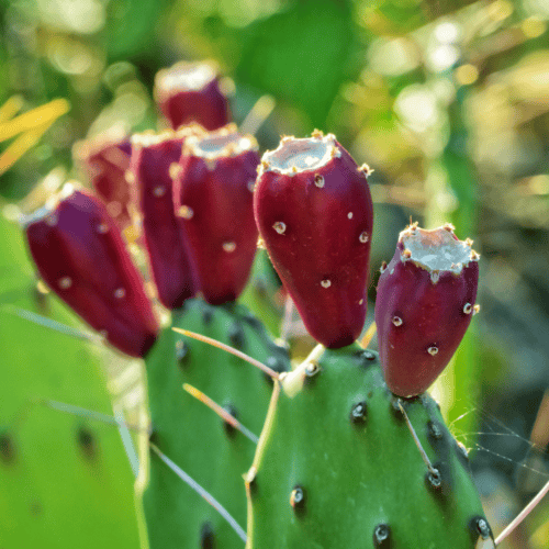 Cactus Smoothie (Nopales Smoothie)